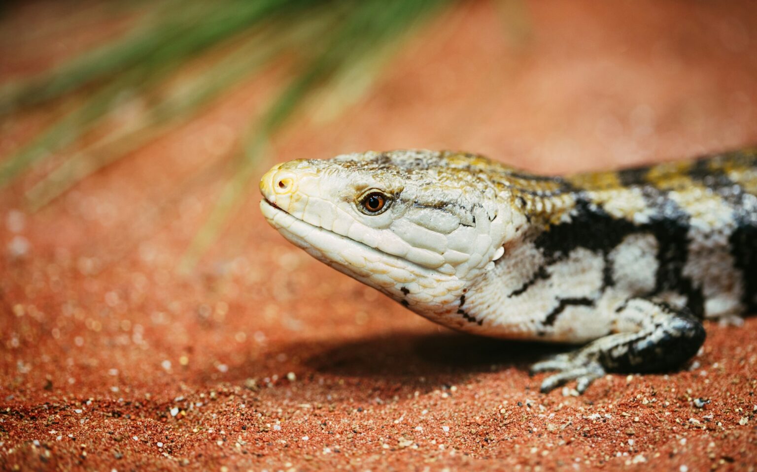 The Sussex Reptile Rescue Centre